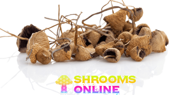What Are Magic Mushrooms And How Do They Affect You?
