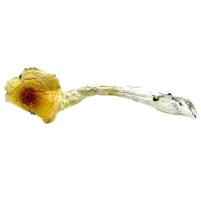 Buy Magic Mushrooms Canada - Shrooms Direct Dispensary #1