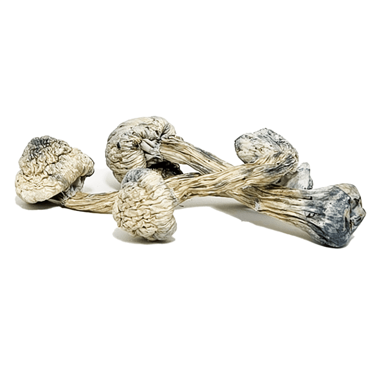 Magic Mushrooms Shop In Canada - Shrooms Direct